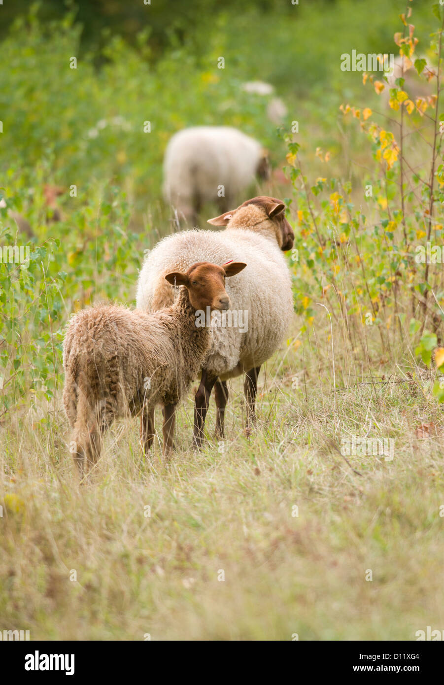 Sheep and baby lamb Stock Photo - Alamy
