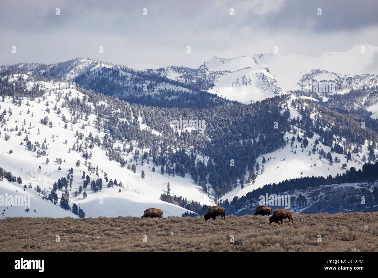 Buffalo grazing wyoming hi-res stock photography and images - Alamy