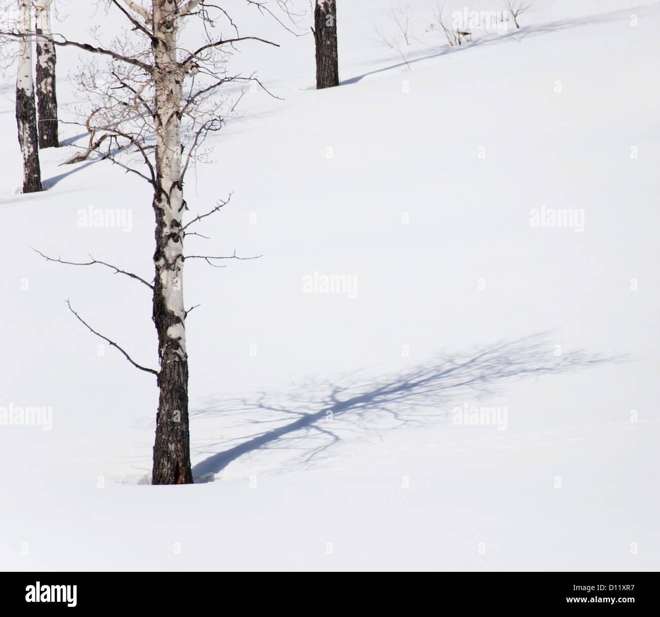 Tree Shadows In The Snow; Wyoming United States Of America Stock Photo ...