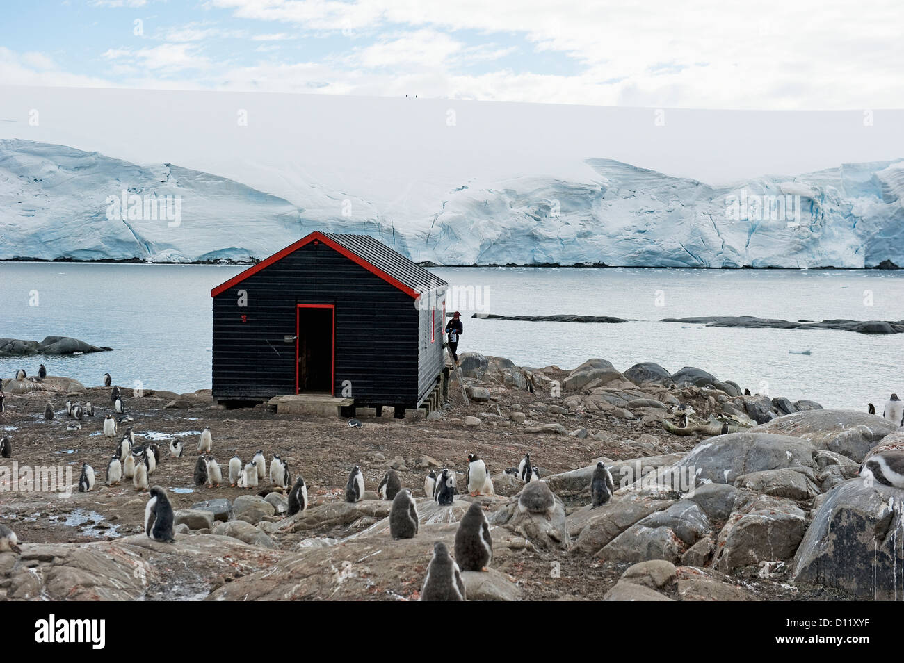 A Building With Penguins On The Shore; Antarctica Stock Photo - Alamy