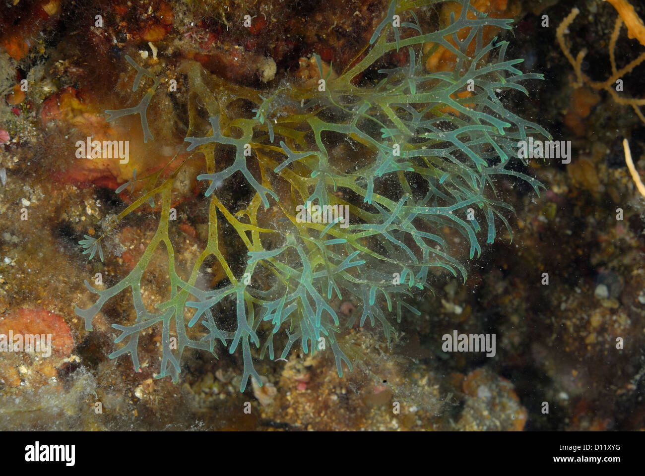 The brown algae class phaeophyceae dictyota dichotoma hi-res stock ...