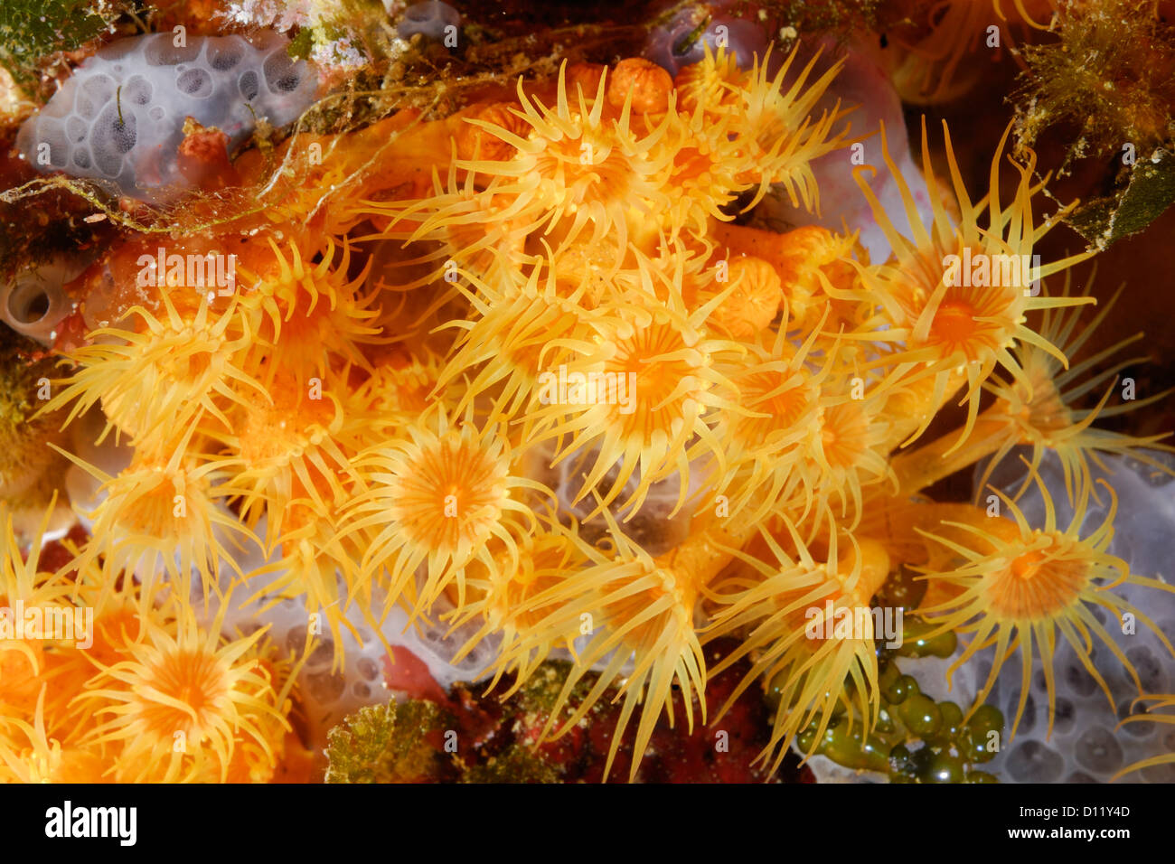Anthozoa Stock Photos & Anthozoa Stock Images - Alamy