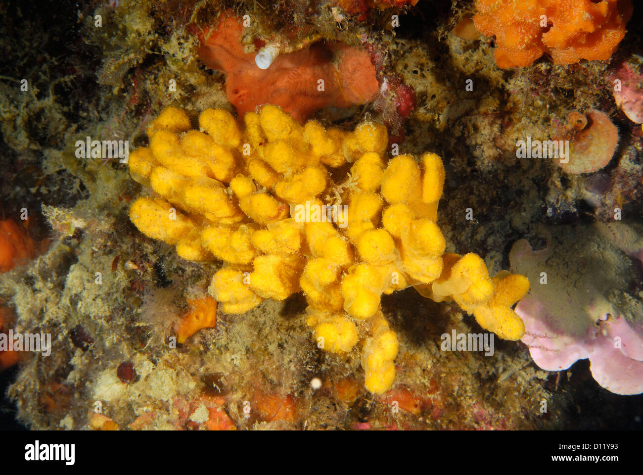 Sponge axinella verrucosa hi-res stock photography and images - Alamy
