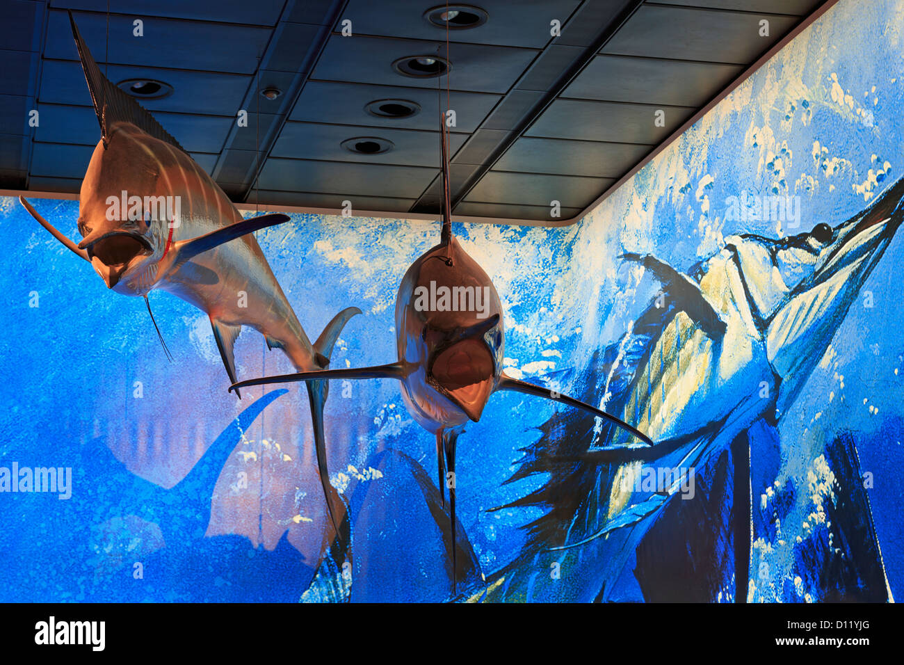 Marlin exhibit in the Museum of Natural Science,Herman Park,Houston ...