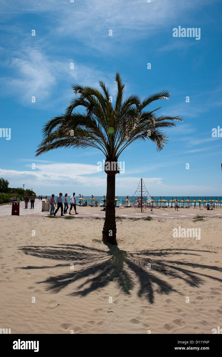 Paguera, Majorca, Spain, with a palm tree beach of Paguera Stock Photo ...