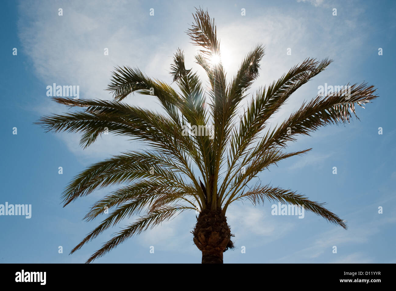 Paguera, Majorca, Spain, palm tree in the back light Stock Photo - Alamy