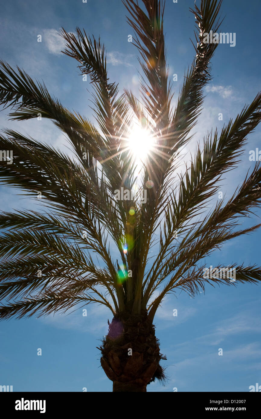 Paguera, Majorca, Spain, palm tree in the back light Stock Photo - Alamy