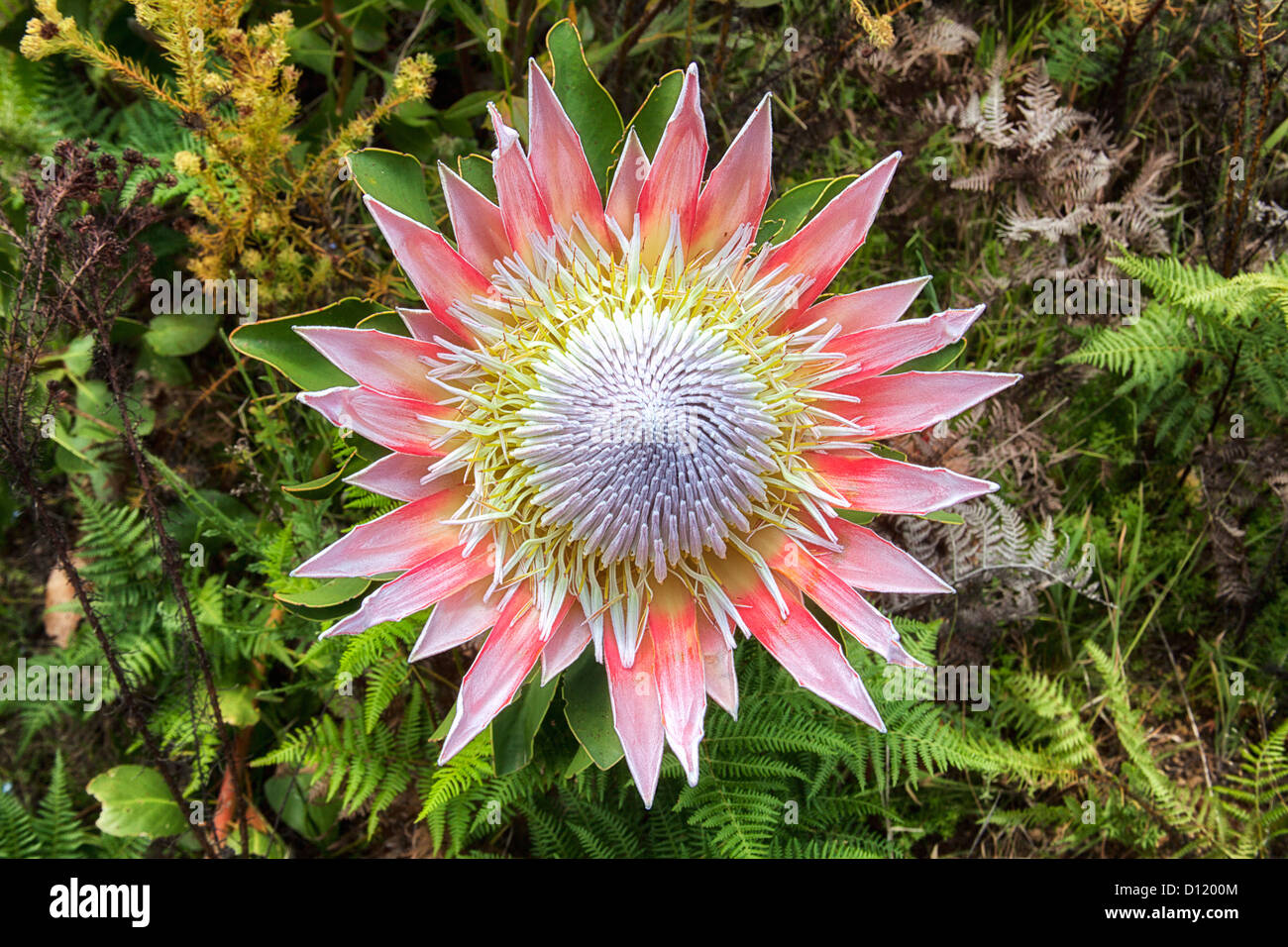 Blooming Protea Flower Stock Photo - Alamy