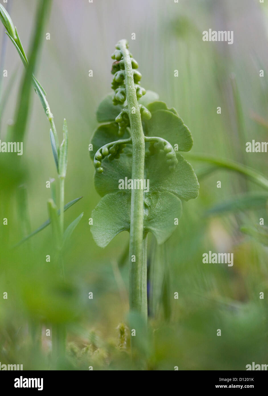 Moonwort fern hi-res stock photography and images - Alamy