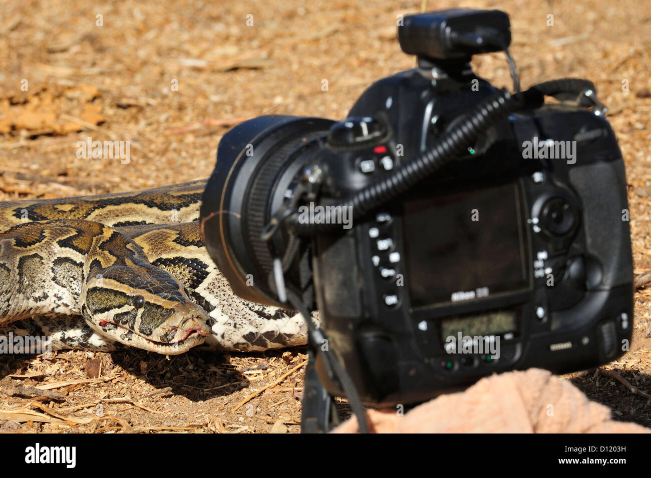 African rock python Python sebae, Pythonidae, Pokot tribe land, Kenya ...