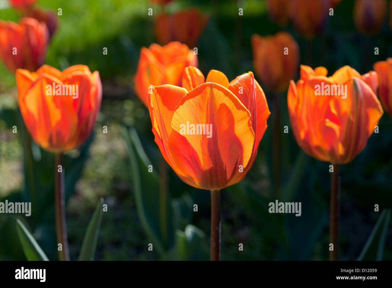 Berlin, Germany, tulips Stock Photo - Alamy