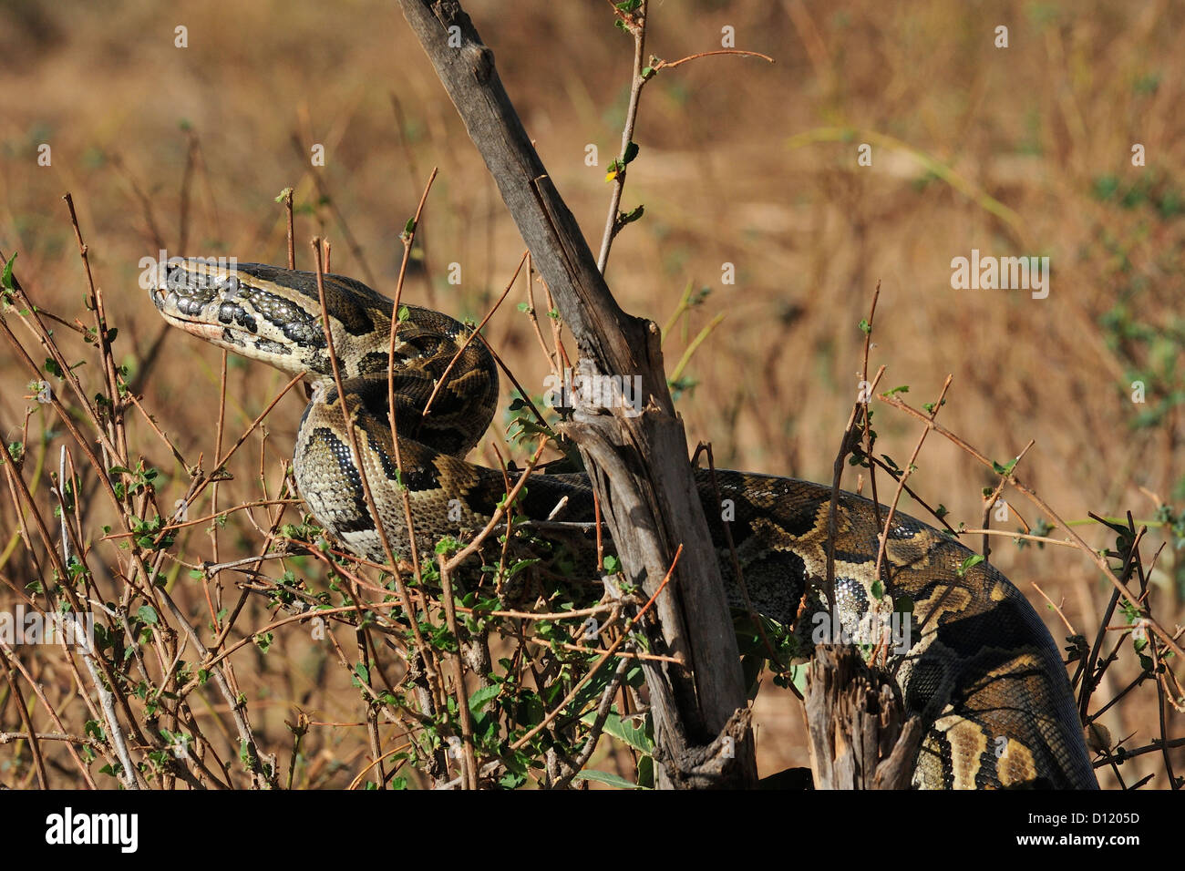 African rock python Python sebae, Pythonidae, Pokot tribe land, Kenya ...