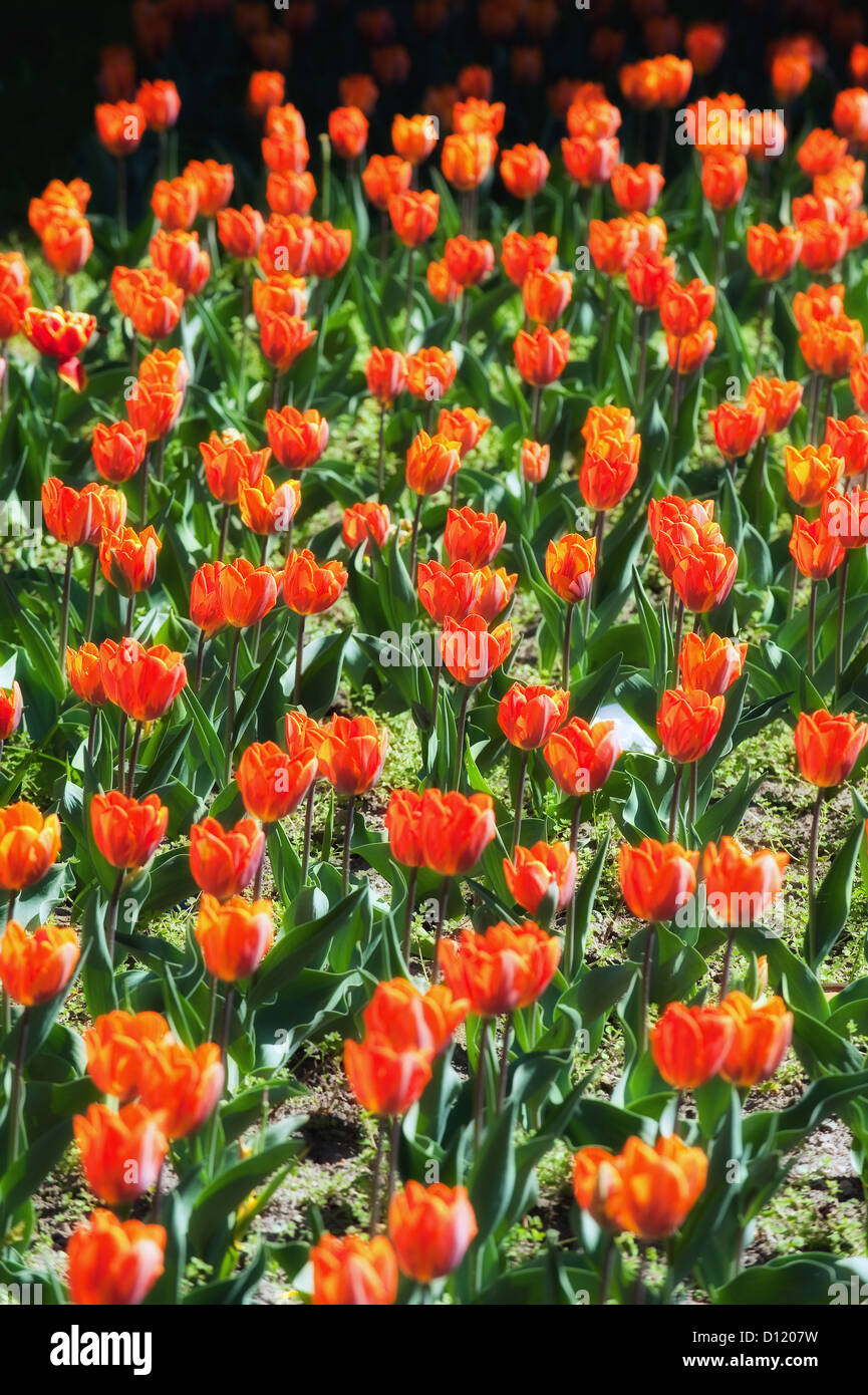 Berlin, Germany, tulips Stock Photo - Alamy