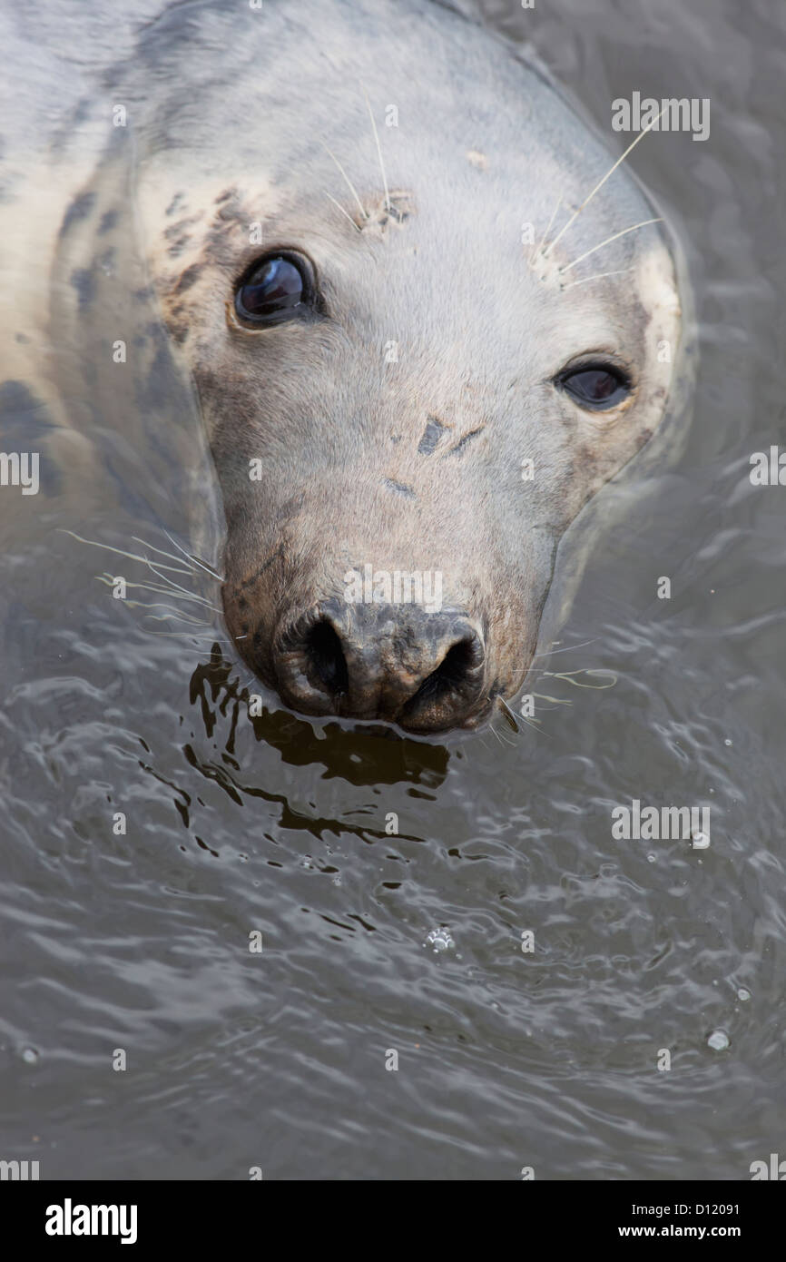 A Seal In The Water; Eyemouth Scottish Borders Scotland Stock Photo - Alamy