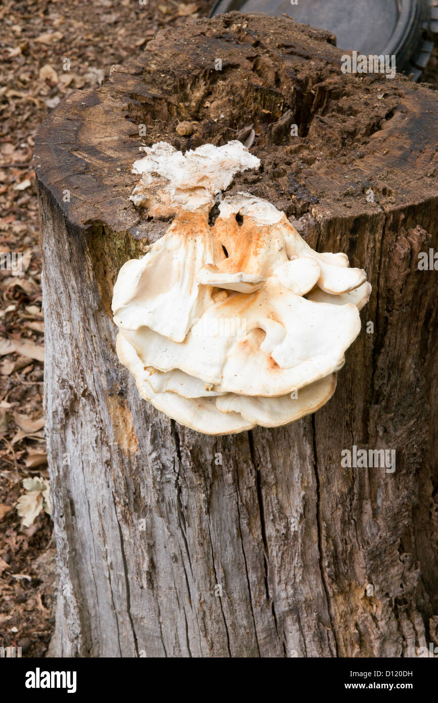 Fungi growing in its natural environment Stock Photo - Alamy