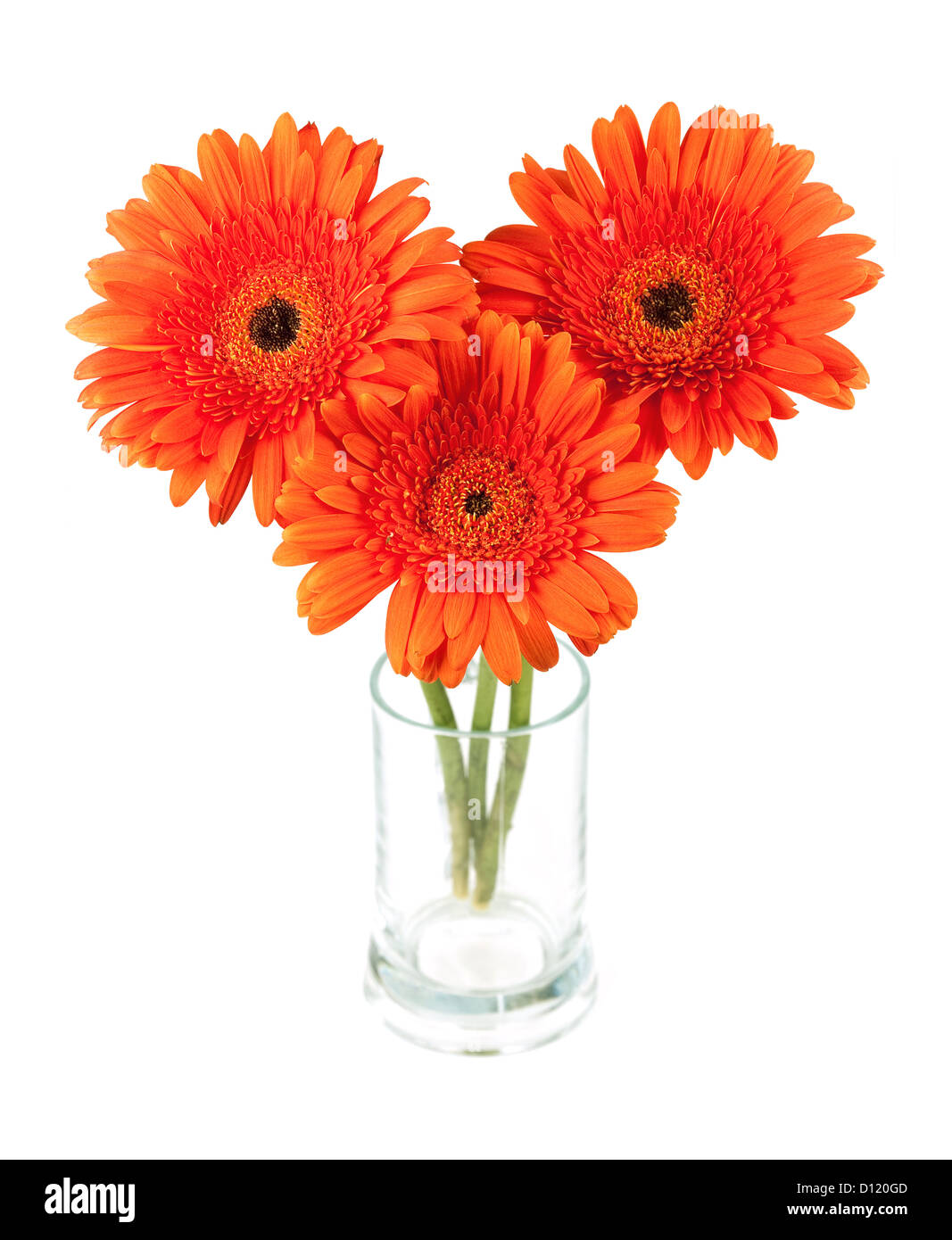 Three gerbera flowers in glass. Isolated on white Stock Photo - Alamy