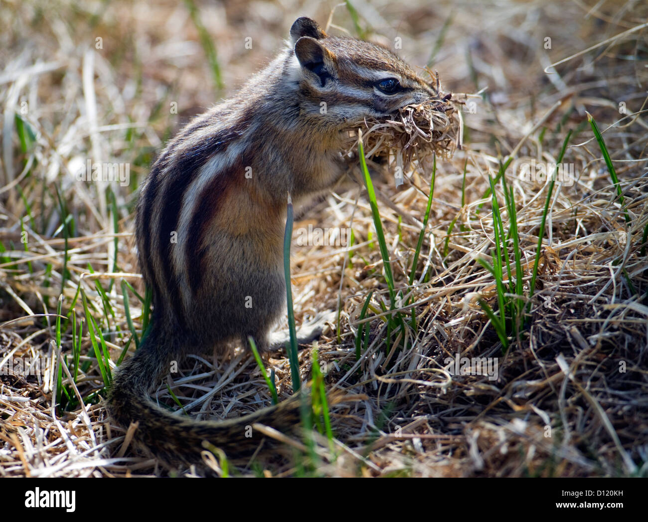 Chipmunk nesting hi-res stock photography and images - Alamy
