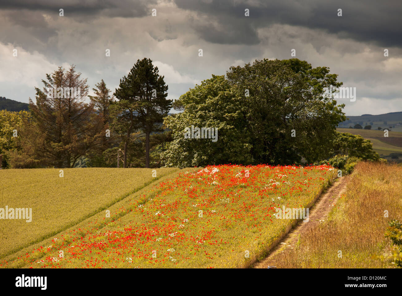 Red Wildflowers Growing In A Strip Of A Field; Northumberland England ...