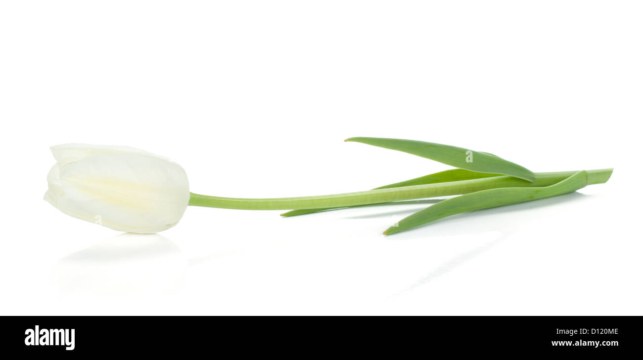 Lying white tulip. Isolated on white background Stock Photo - Alamy