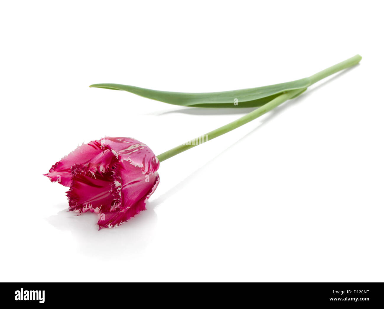 Lying purple tulip. Isolated on white background Stock Photo - Alamy