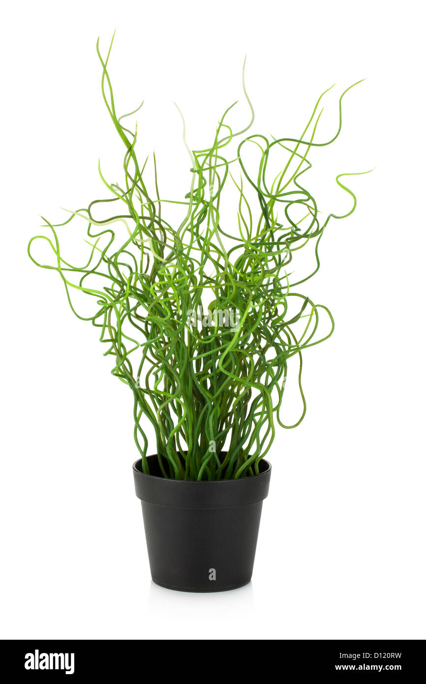 Closeup growing grass on Cut Out Stock Images & Pictures - Alamy