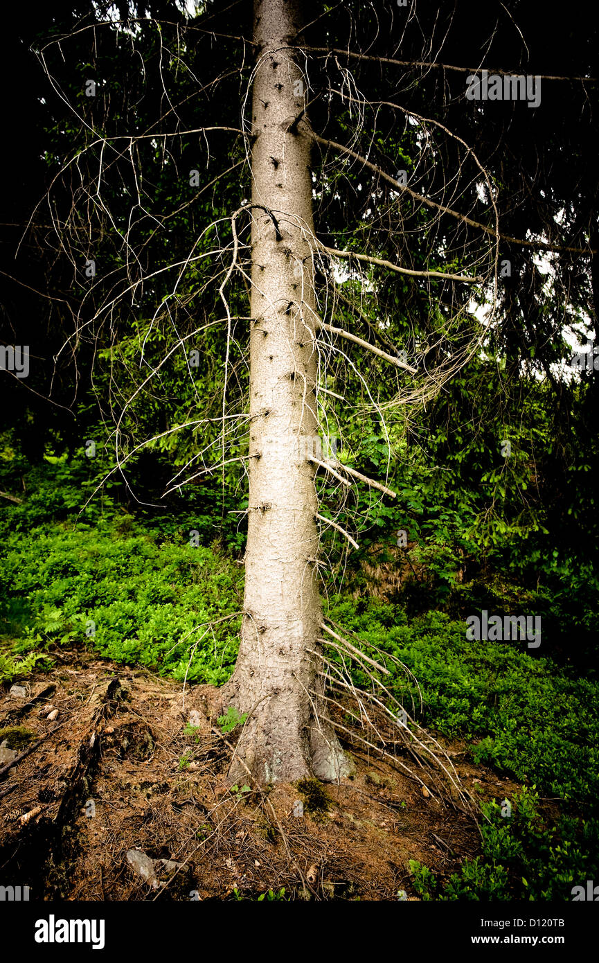 Goslar, Germany, a spruce tree Stock Photo - Alamy