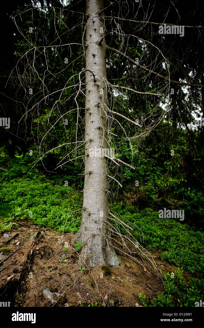 Goslar, Germany, a spruce tree Stock Photo - Alamy