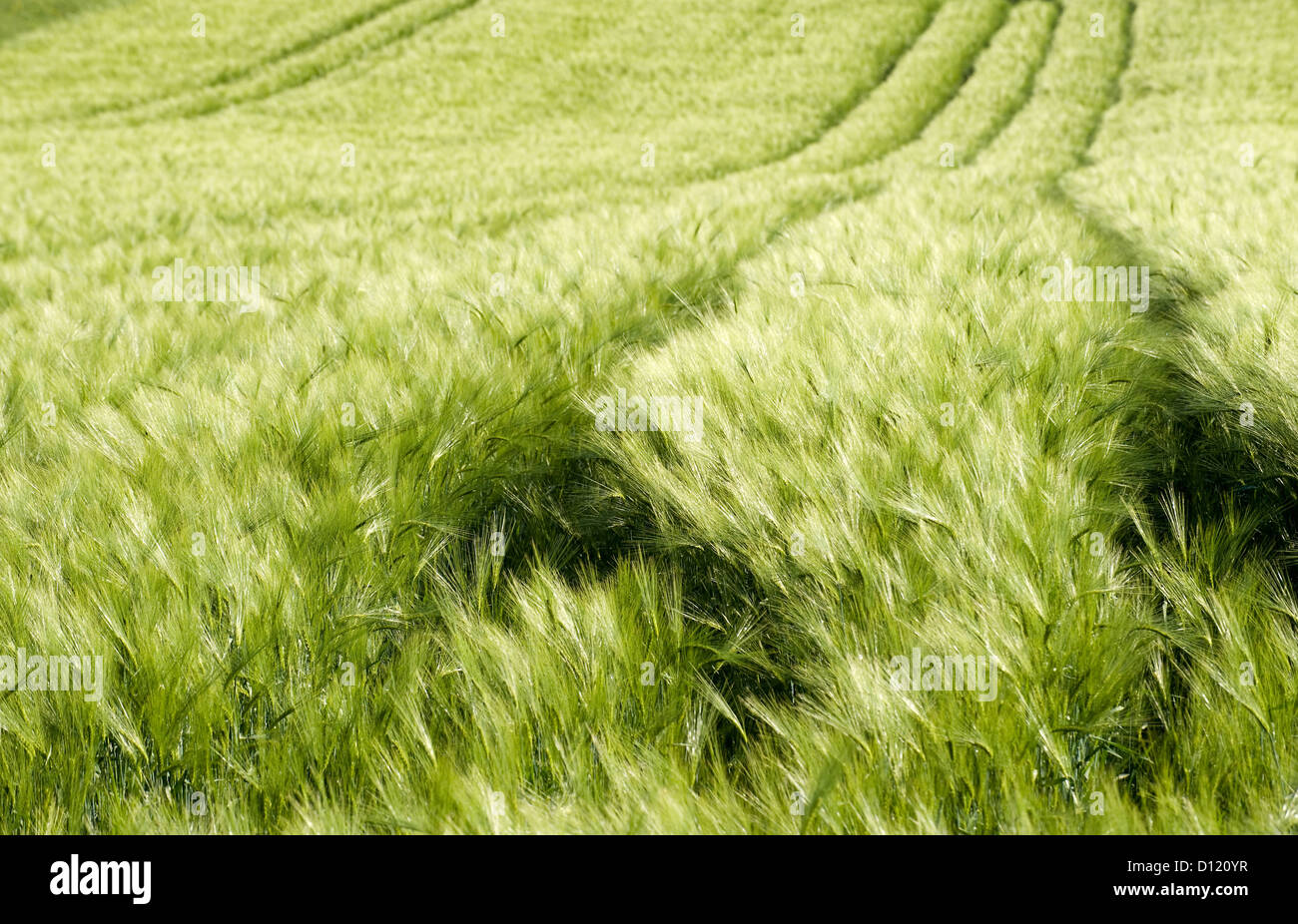 Grain forage hi-res stock photography and images - Alamy