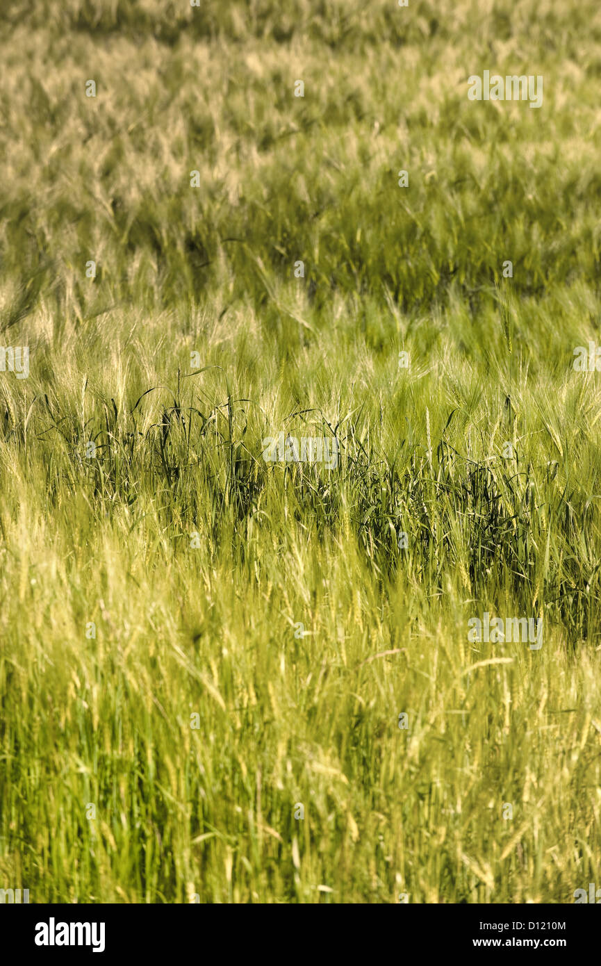 Eichsfeld vertical hi-res stock photography and images - Alamy
