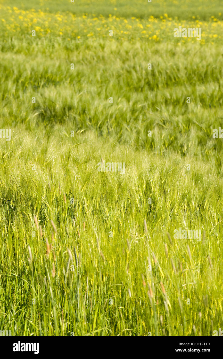 Grain forage hi-res stock photography and images - Alamy