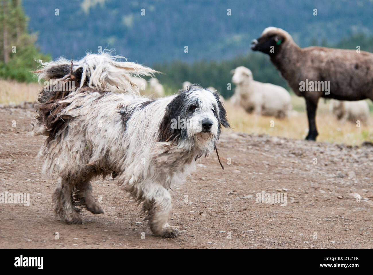Domestic Sheep and matted Sheep Dog Rio Grande National Forest Colorado ...