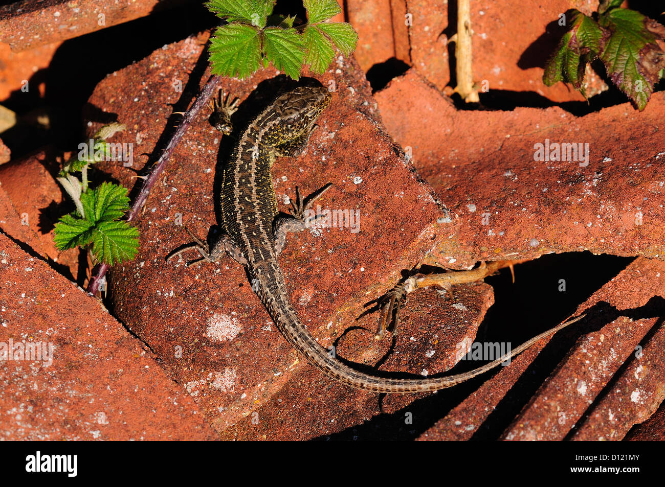 Lizard tail broken hi-res stock photography and images - Alamy