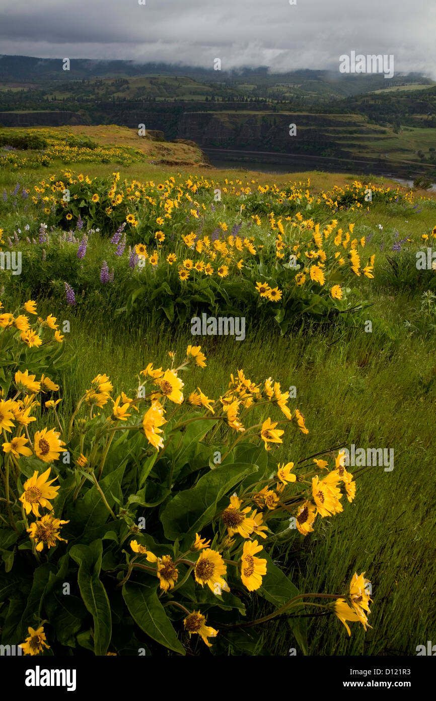 OREGON - Lupine and balsamroot blooming on the Rowena Plateau part of ...