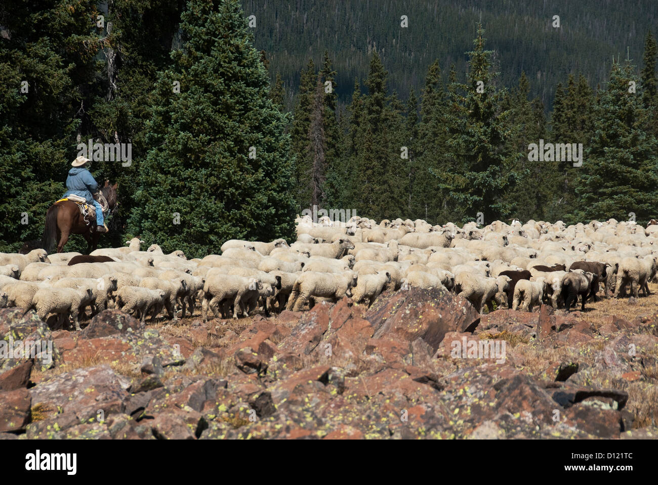 Sheepherder hi-res stock photography and images - Alamy