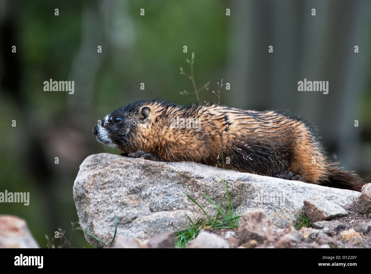 Yellow-bellied Marmot Marmota flaviventris Rio Grande National Forest ...