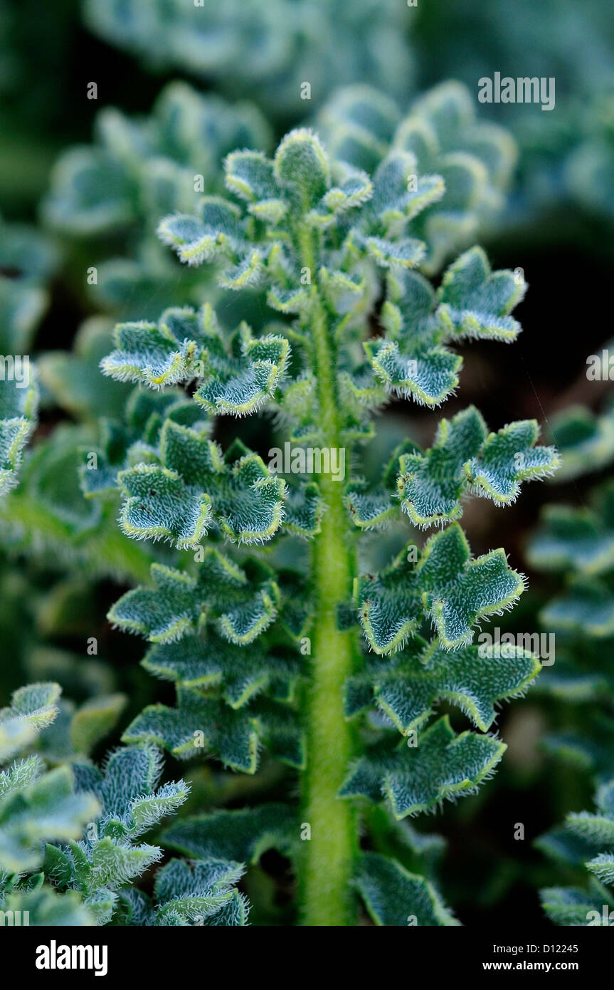 Poppy leaves hi-res stock photography and images - Alamy