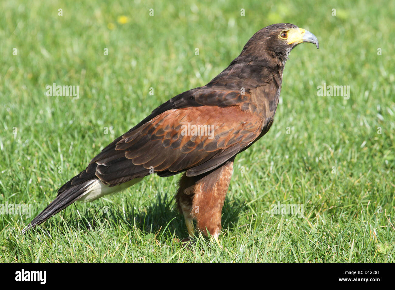 Harris's Hawk in the UK Stock Photo - Alamy