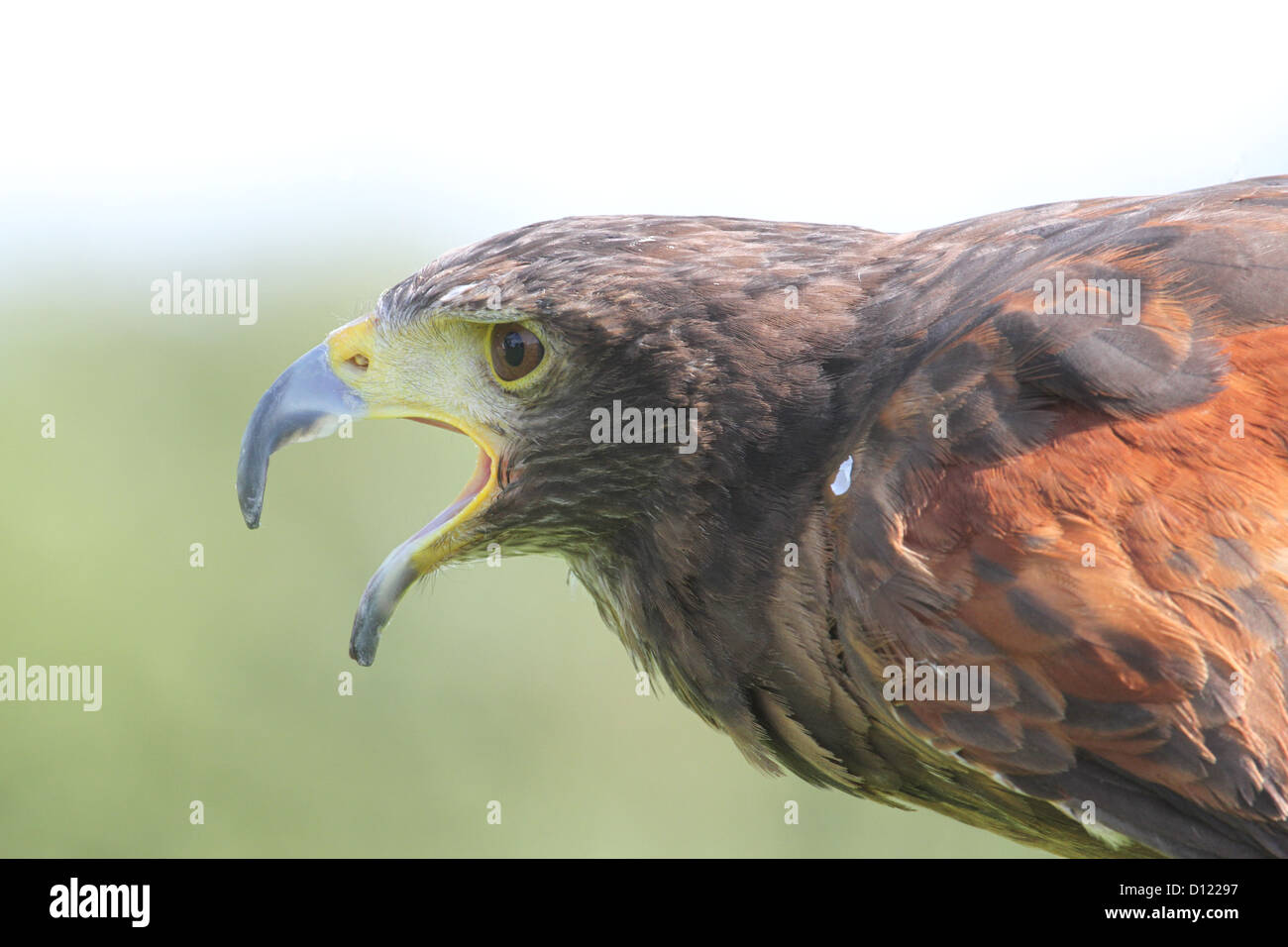Harris's Hawk in the UK Stock Photo - Alamy