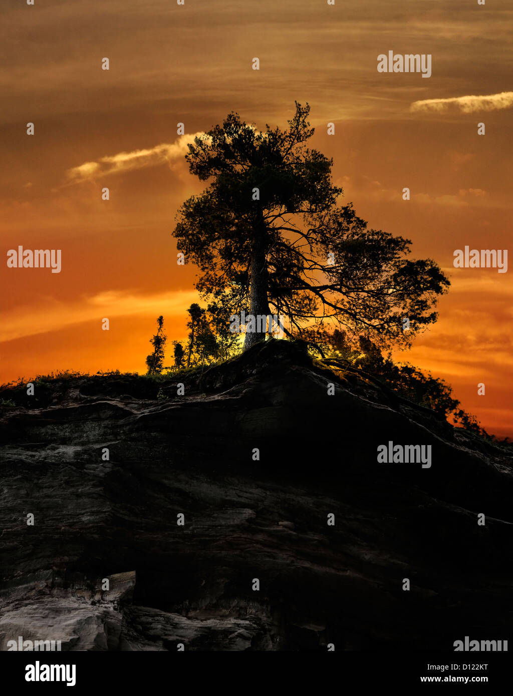 Pine on the cliff hi-res stock photography and images - Alamy