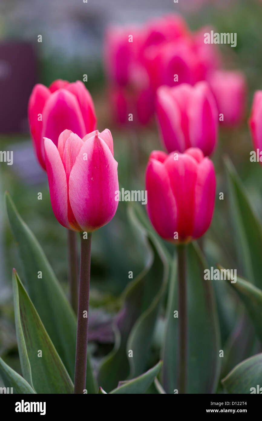 Fuchsia tulips hi-res stock photography and images - Alamy