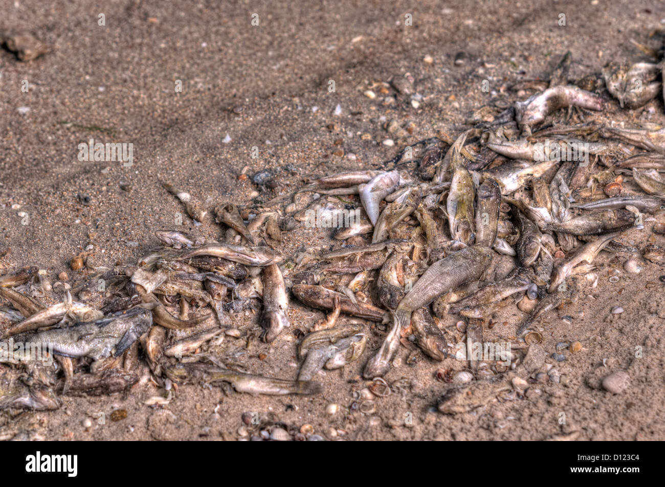 A lot of dead fish on the beach Stock Photo - Alamy