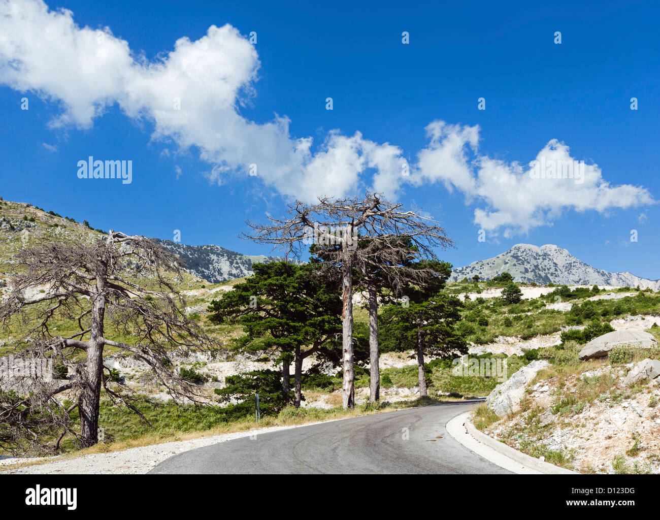 Summer Llogara pass view with road and dry trees on roadside (Albania ...