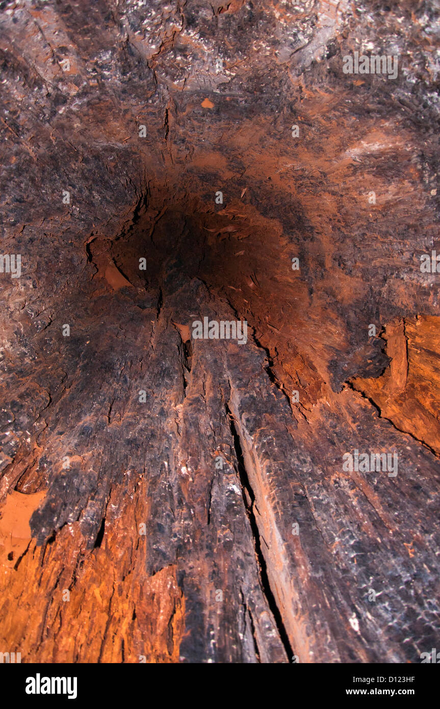 View up the inside of a giant redwood tree in Oregon USA Stock Photo ...
