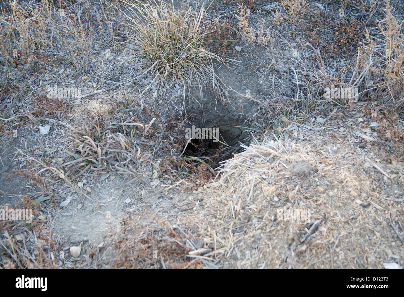 Fox den hi-res stock photography and images - Alamy