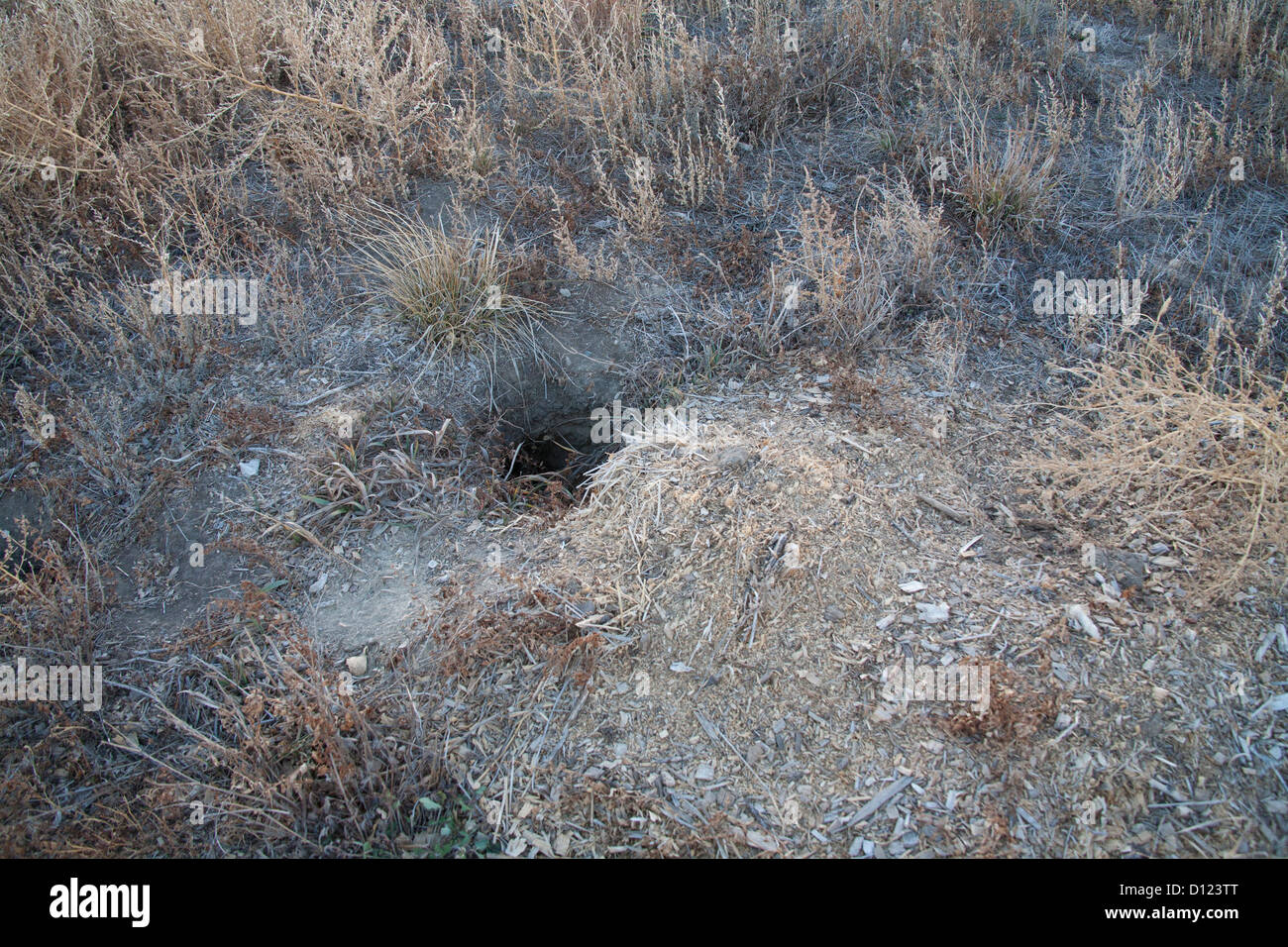 Fox hole hi-res stock photography and images - Alamy