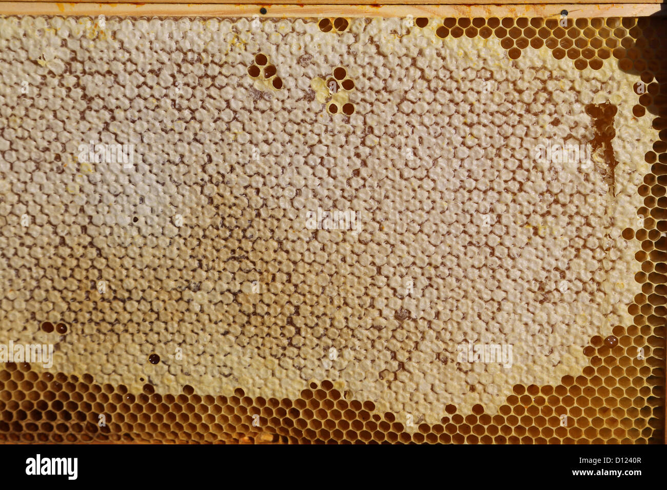 Frame With Capped Honeycomb From Beehive In Surrey England Stock Photo ...