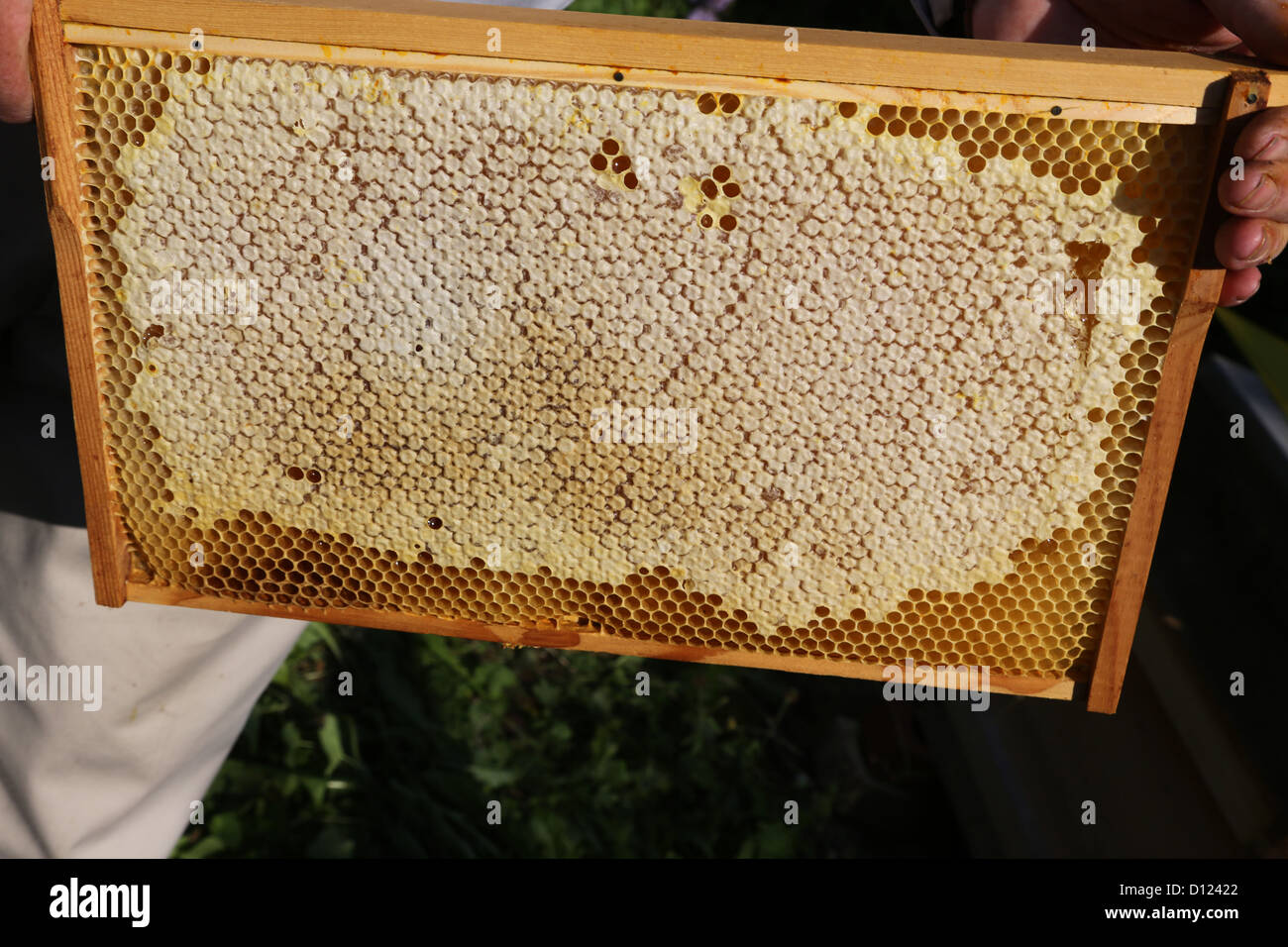 Capped Honeycomb From Beehive In Surrey England Stock Photo - Alamy
