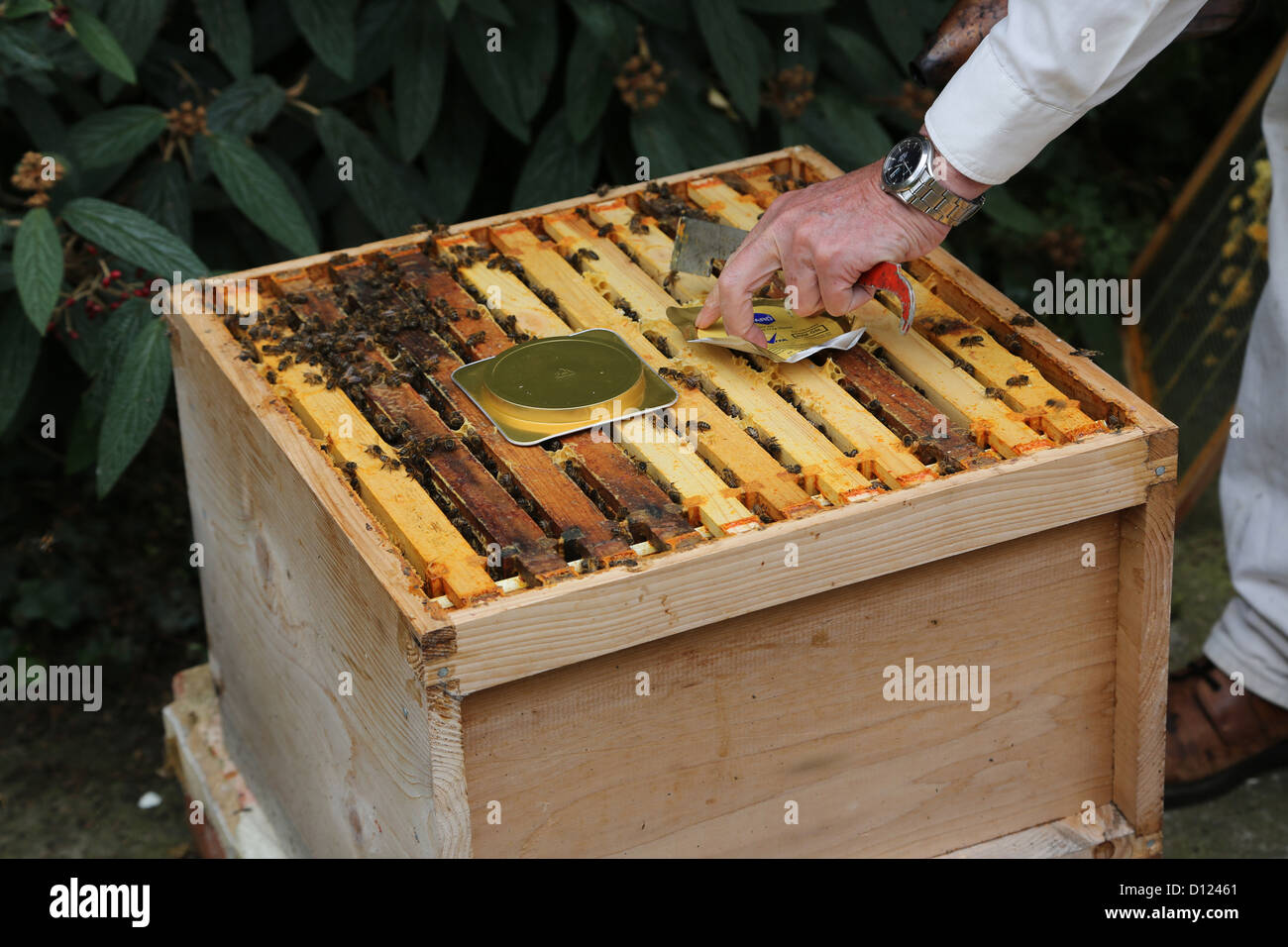 Antibiotic used to treat Varroa A Parasitic Mite On Beehive Surrey ...