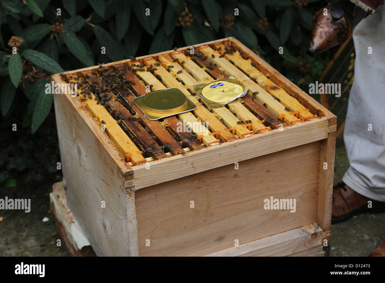 Varroa mite honey bee hi-res stock photography and images - Alamy