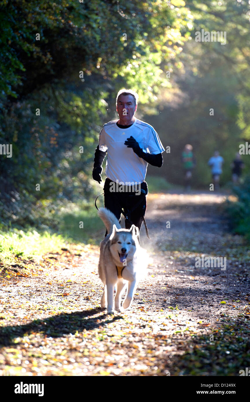Leamington parkrun, runner with dog on CaniX lead Stock Photo - Alamy